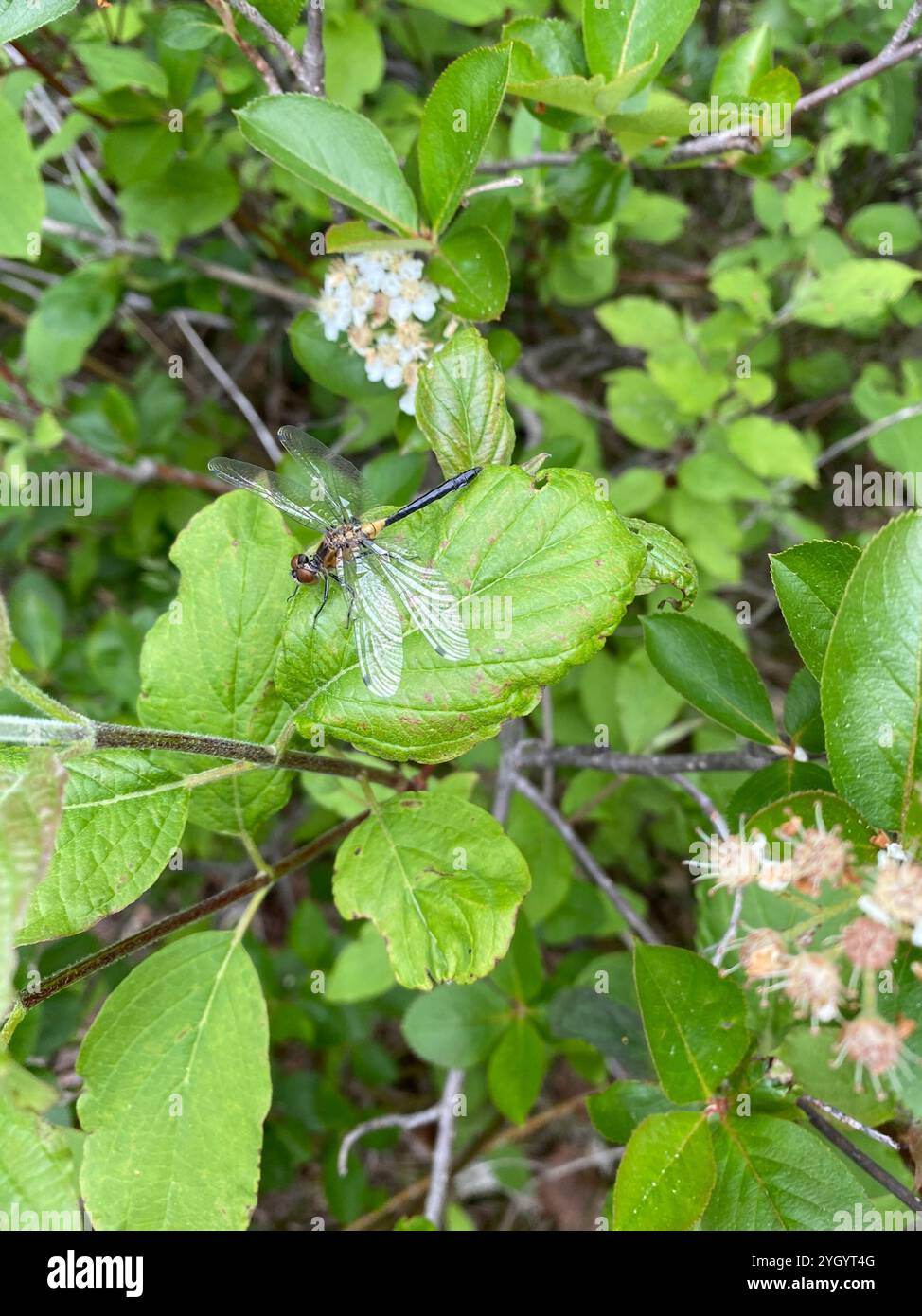 Frosted Whiteface (Leucorrhinia frigida Stock Photo - Alamy