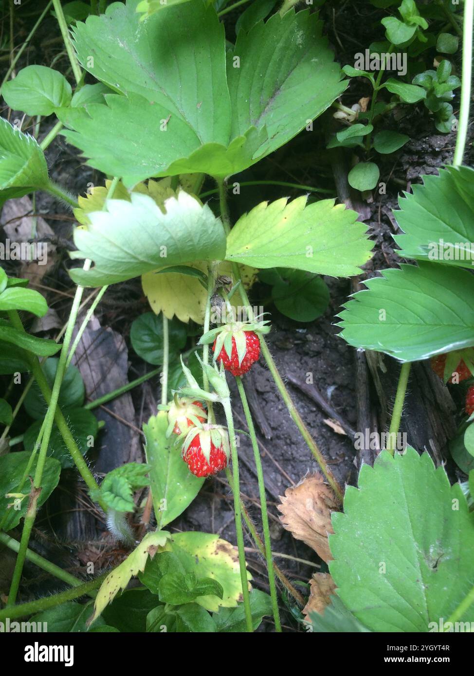 Common Virginia strawberry (Fragaria virginiana virginiana Stock Photo ...