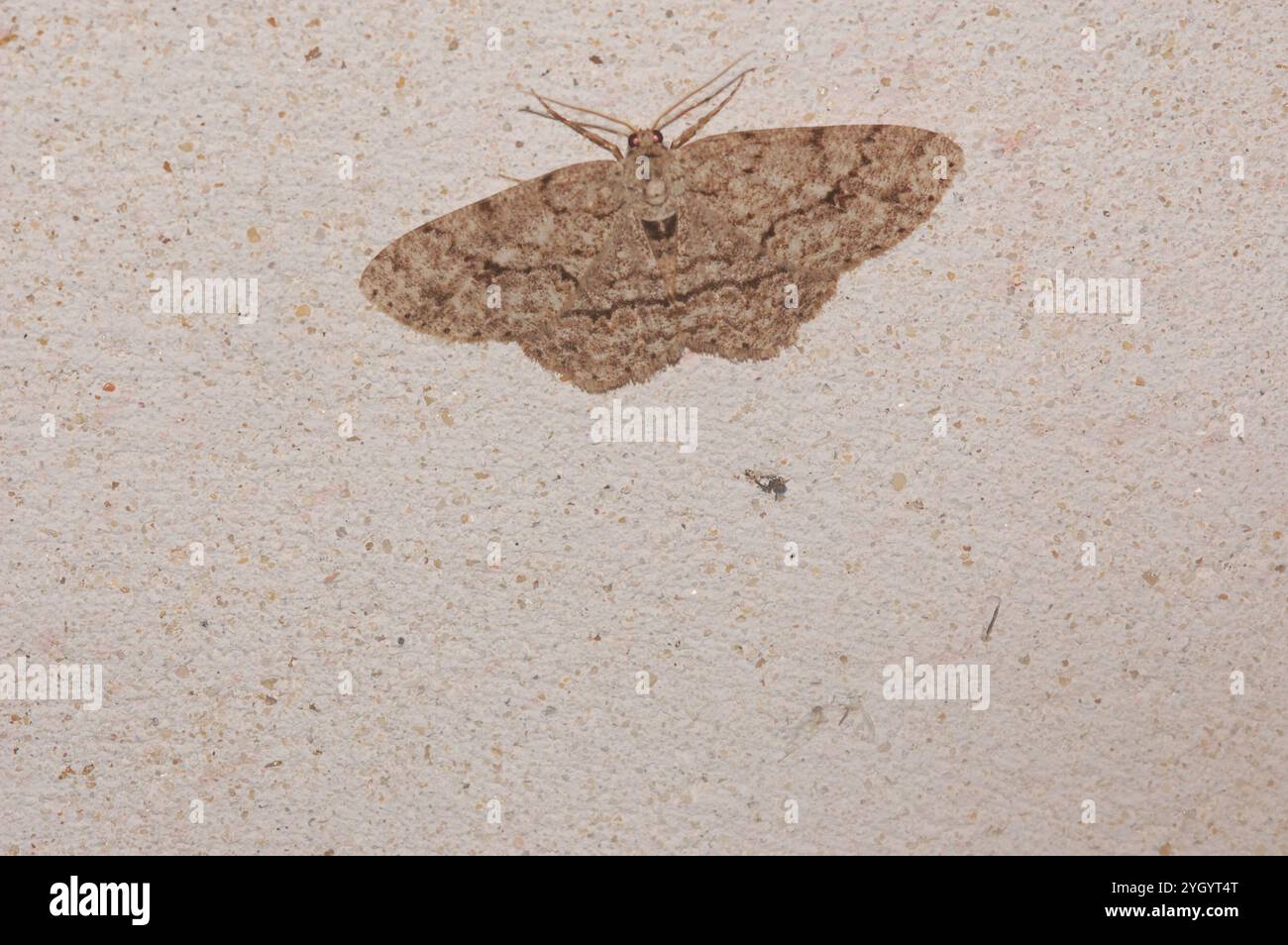 Small Engrailed (Ectropis crepuscularia Stock Photo - Alamy