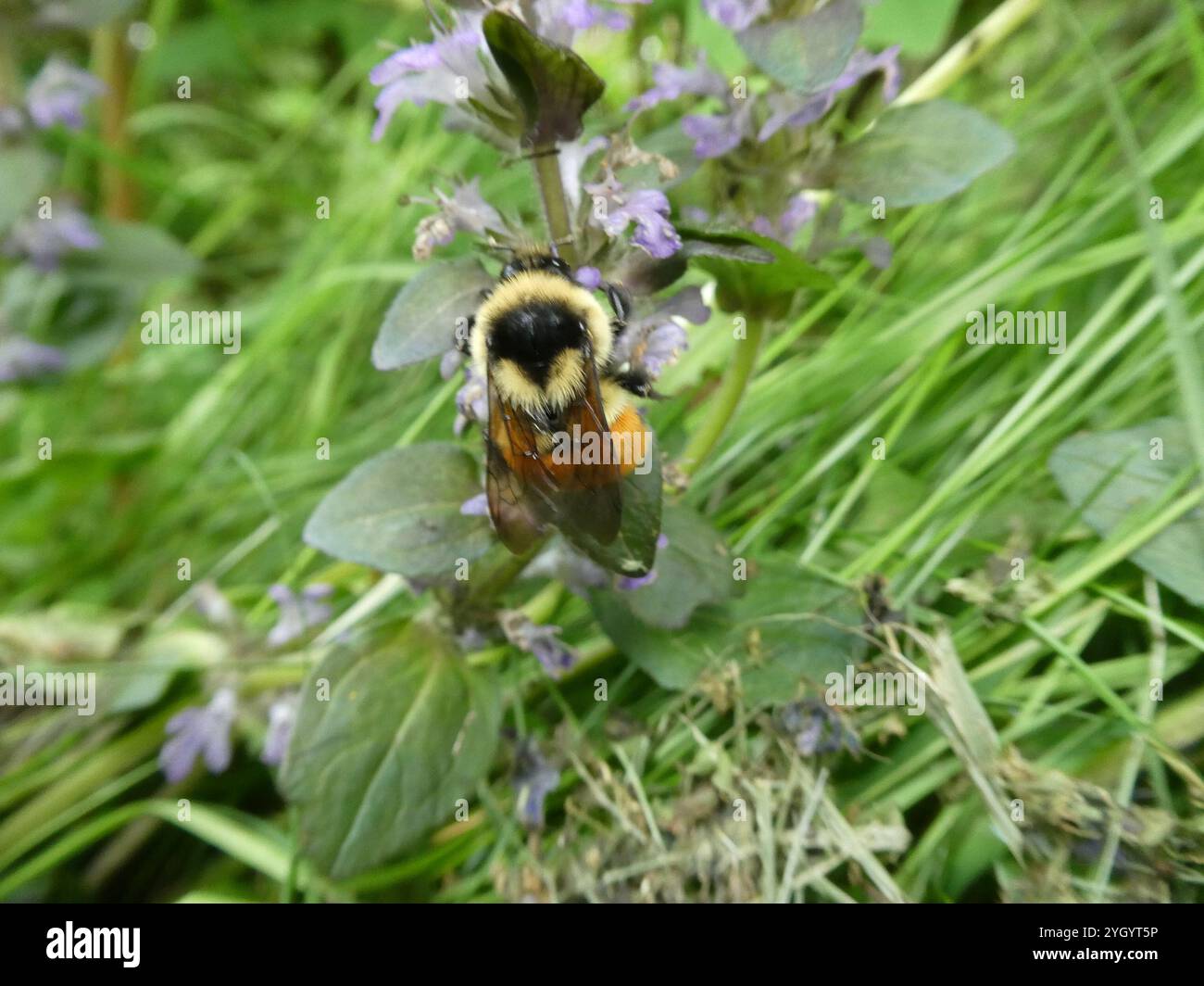 Tricolored Bumble Bee (Bombus ternarius Stock Photo - Alamy
