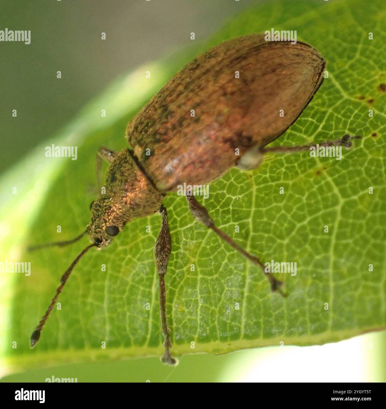 Common Leaf Weevil (Phyllobius pyri Stock Photo - Alamy