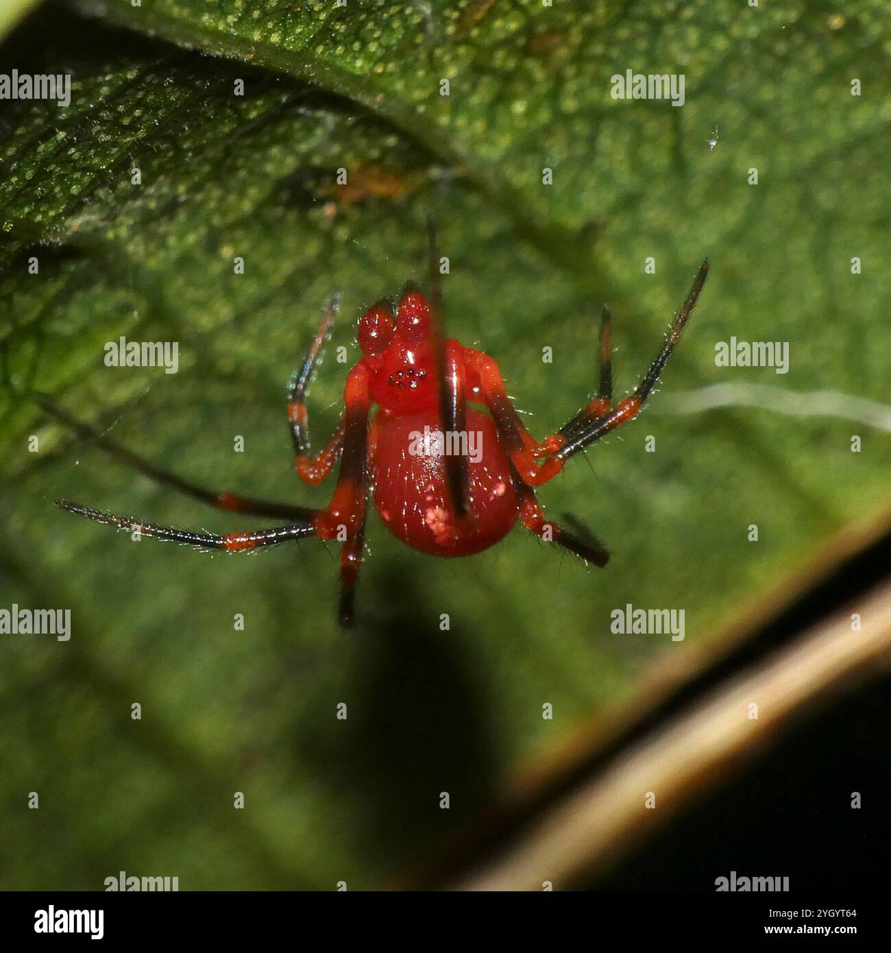 Comb-footed Spiders (Theridiidae Stock Photo - Alamy