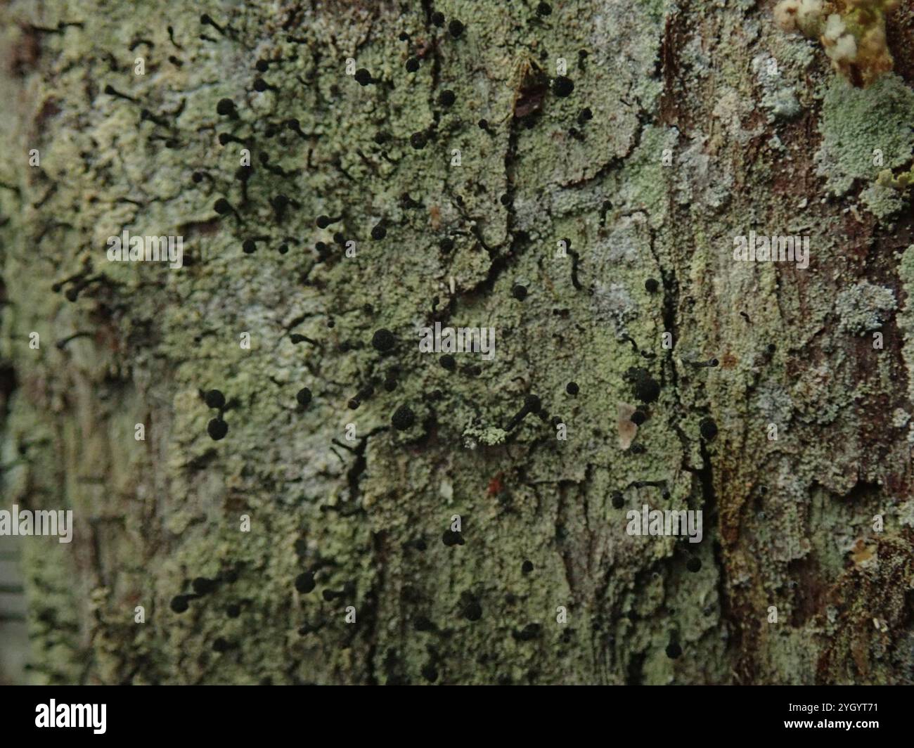 Green Stubble Lichen (Calicium viride Stock Photo - Alamy