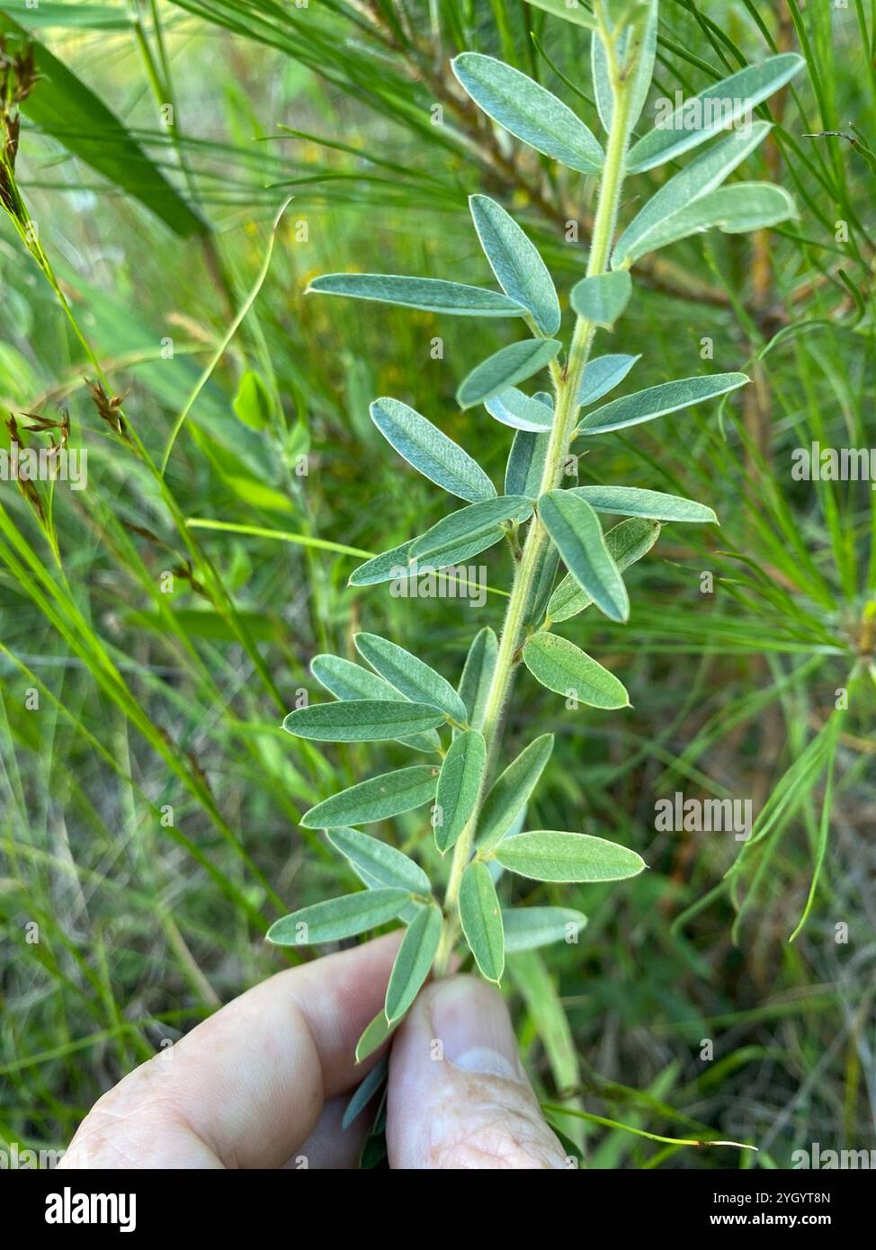 round-headed bush clover (Lespedeza capitata Stock Photo - Alamy