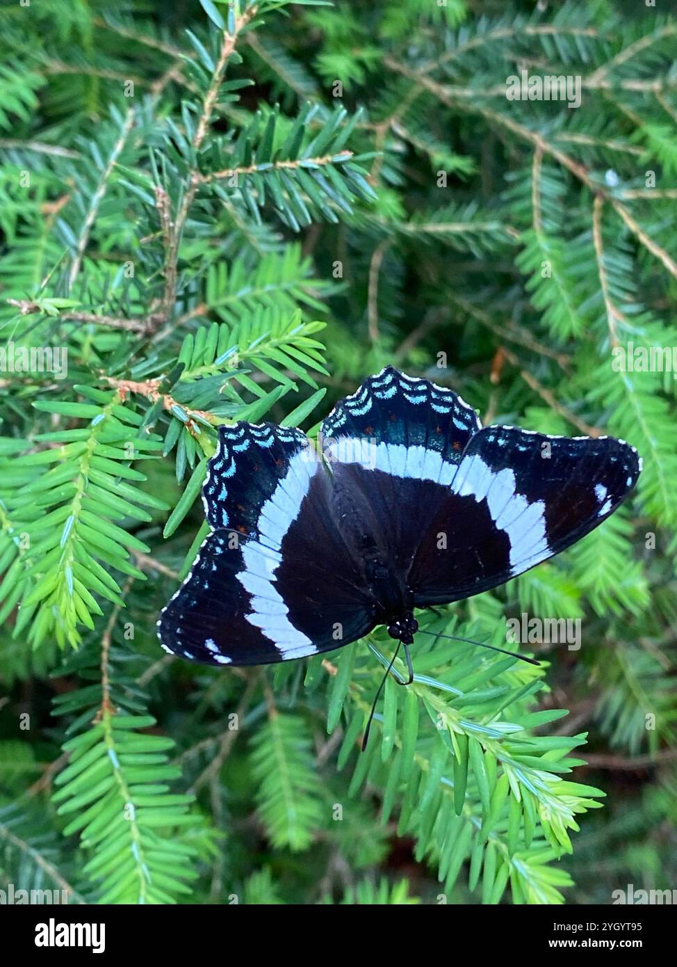 American White Admiral (Limenitis arthemis arthemis Stock Photo - Alamy