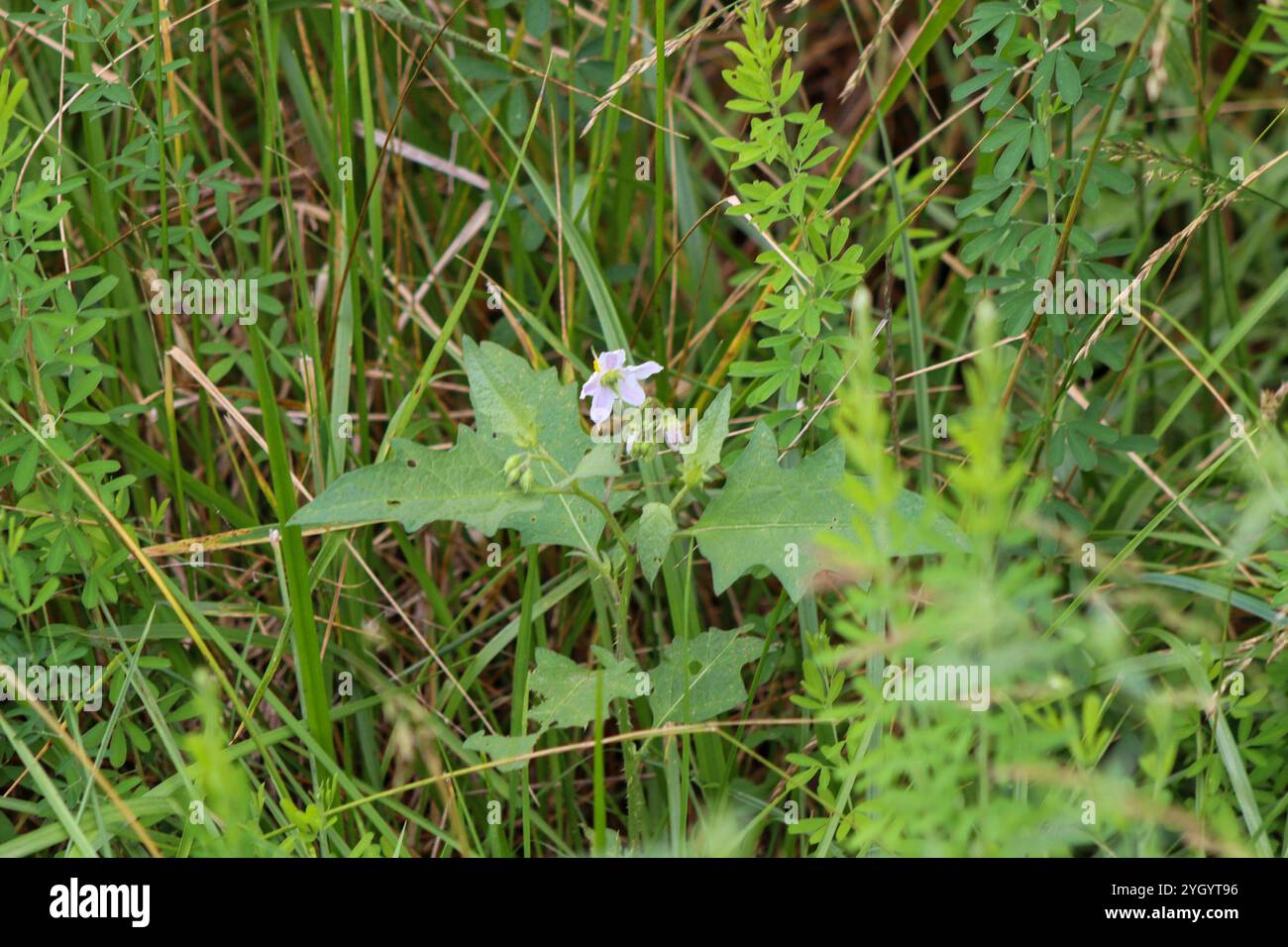 Carolina horsenettle (Solanum carolinense Stock Photo - Alamy