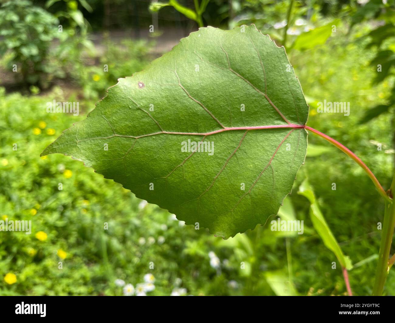 Eastern Cottonwood (Populus deltoides Stock Photo - Alamy