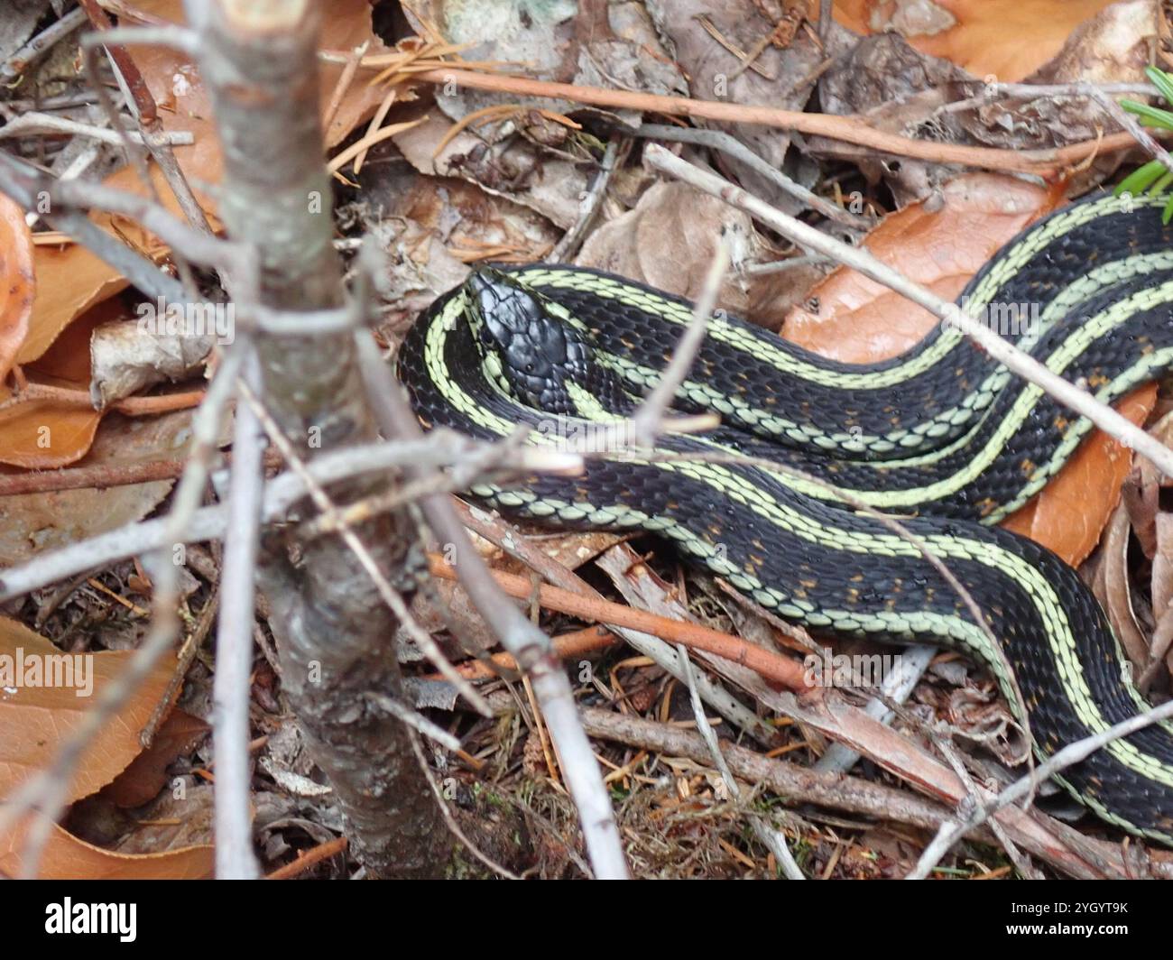 Common Garter Snake (Thamnophis sirtalis Stock Photo - Alamy