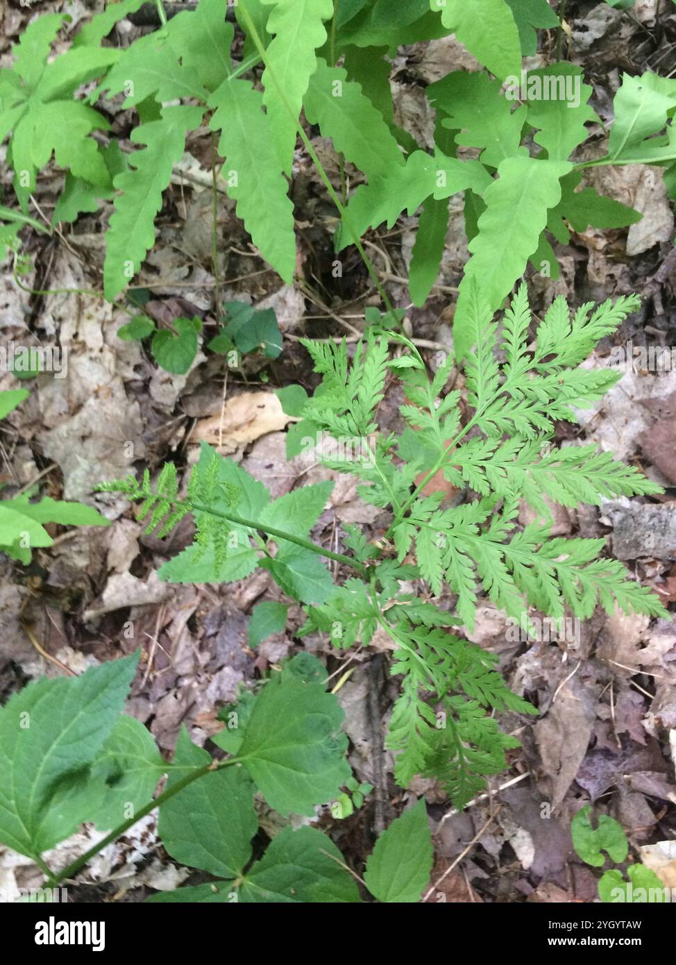 rattlesnake fern (Botrypus virginianus Stock Photo - Alamy