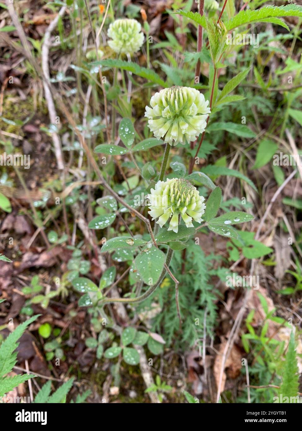 buffalo clover (Trifolium reflexum Stock Photo - Alamy