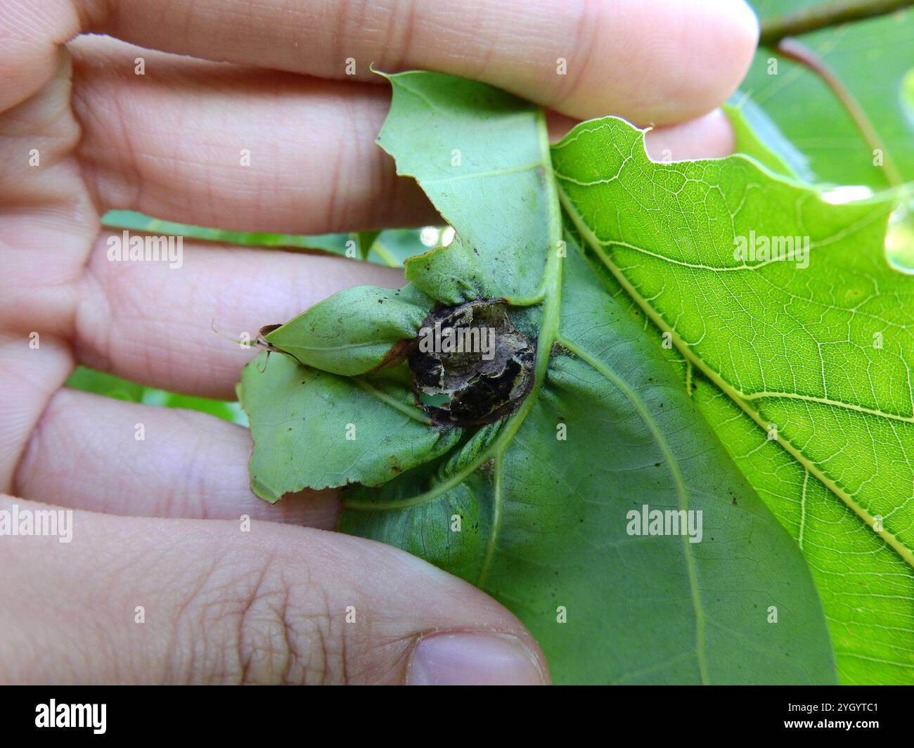 Honeycomb leaf gall wasp (Callirhytis favosa Stock Photo - Alamy