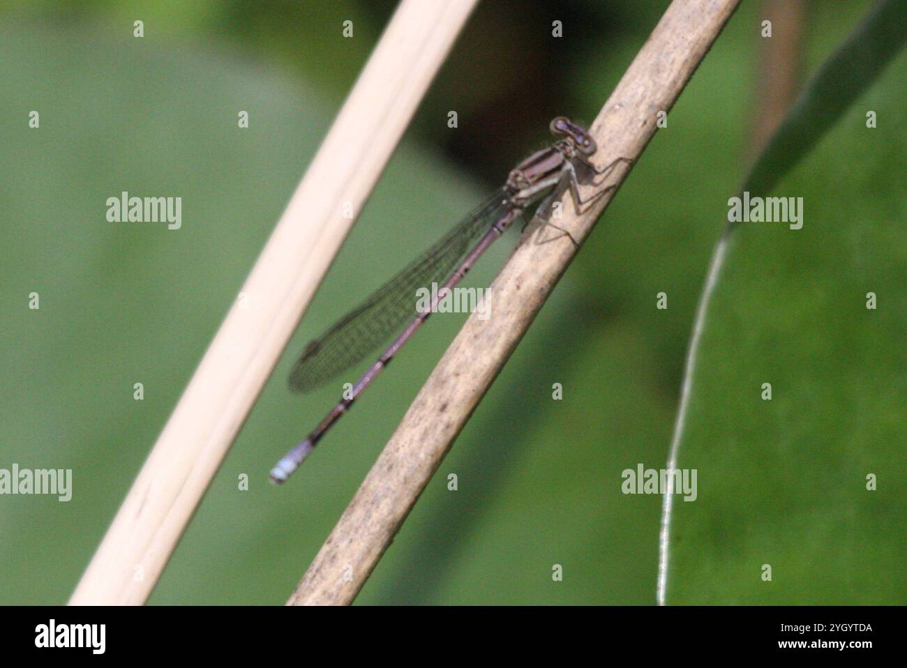 Variable Dancer (Argia fumipennis Stock Photo - Alamy
