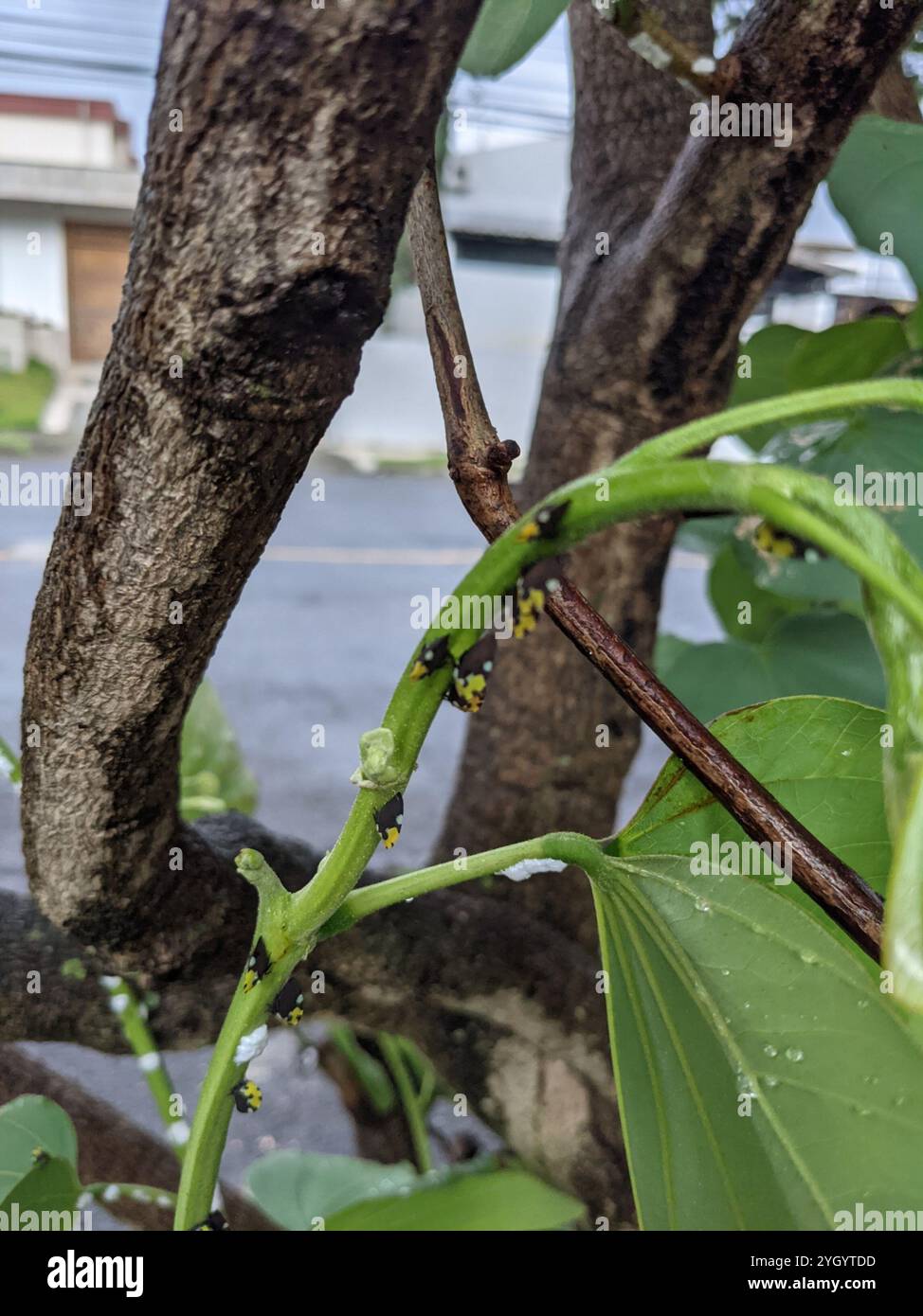 Mexican Treehopper (Membracis mexicana Stock Photo - Alamy
