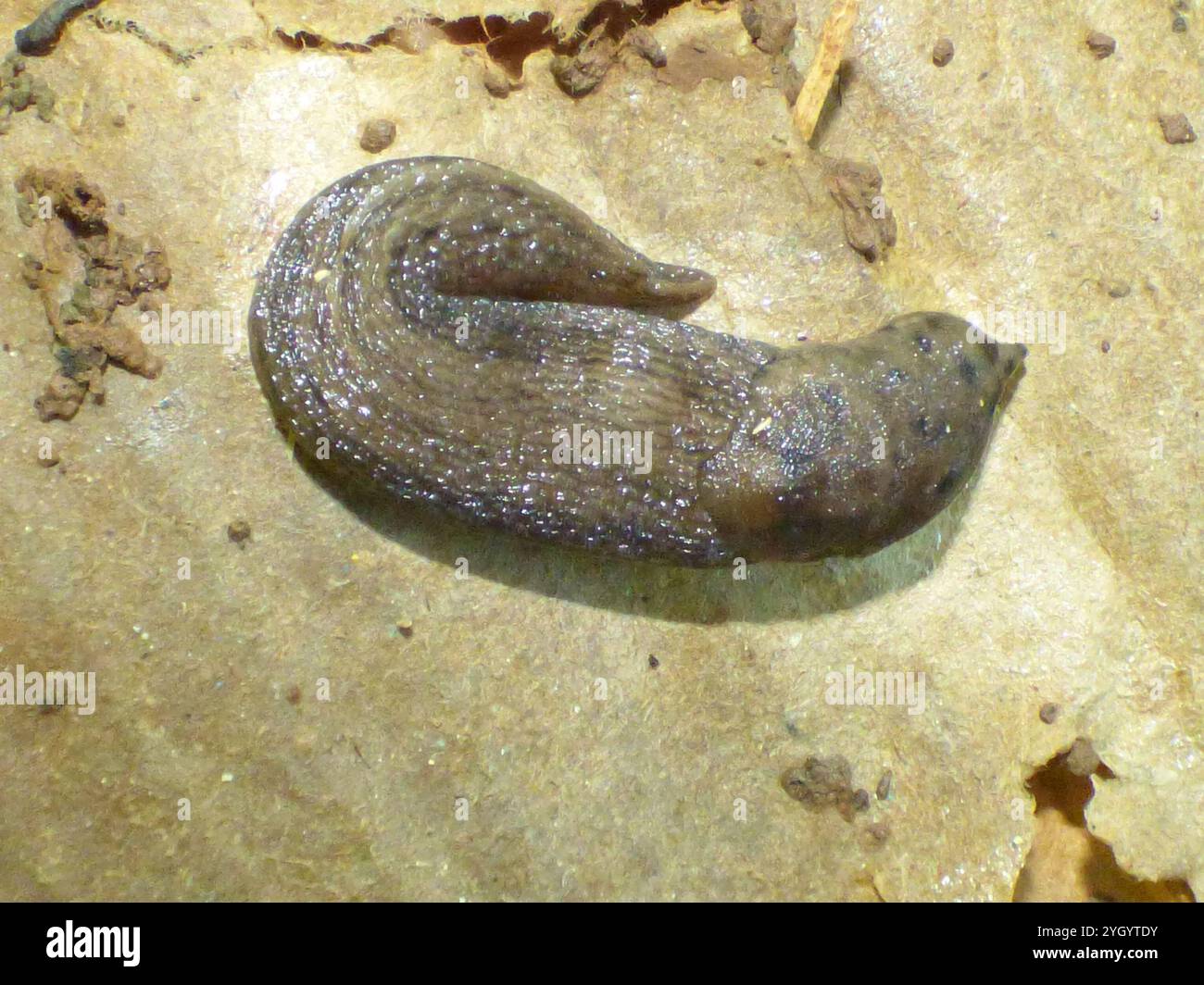 Threeband Slugs (Ambigolimax Stock Photo - Alamy