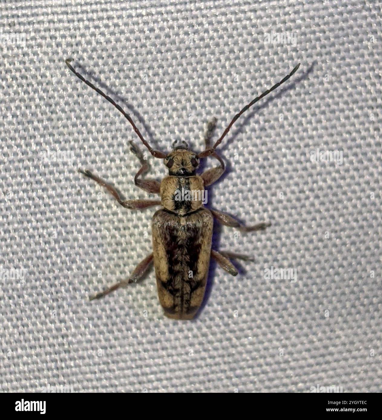 Small Cedar Borer (Atimia confusa Stock Photo - Alamy