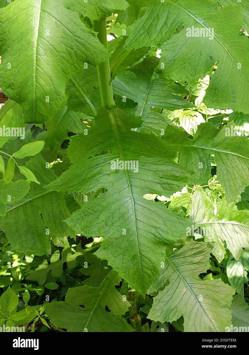 tall blue lettuce (Lactuca biennis Stock Photo - Alamy