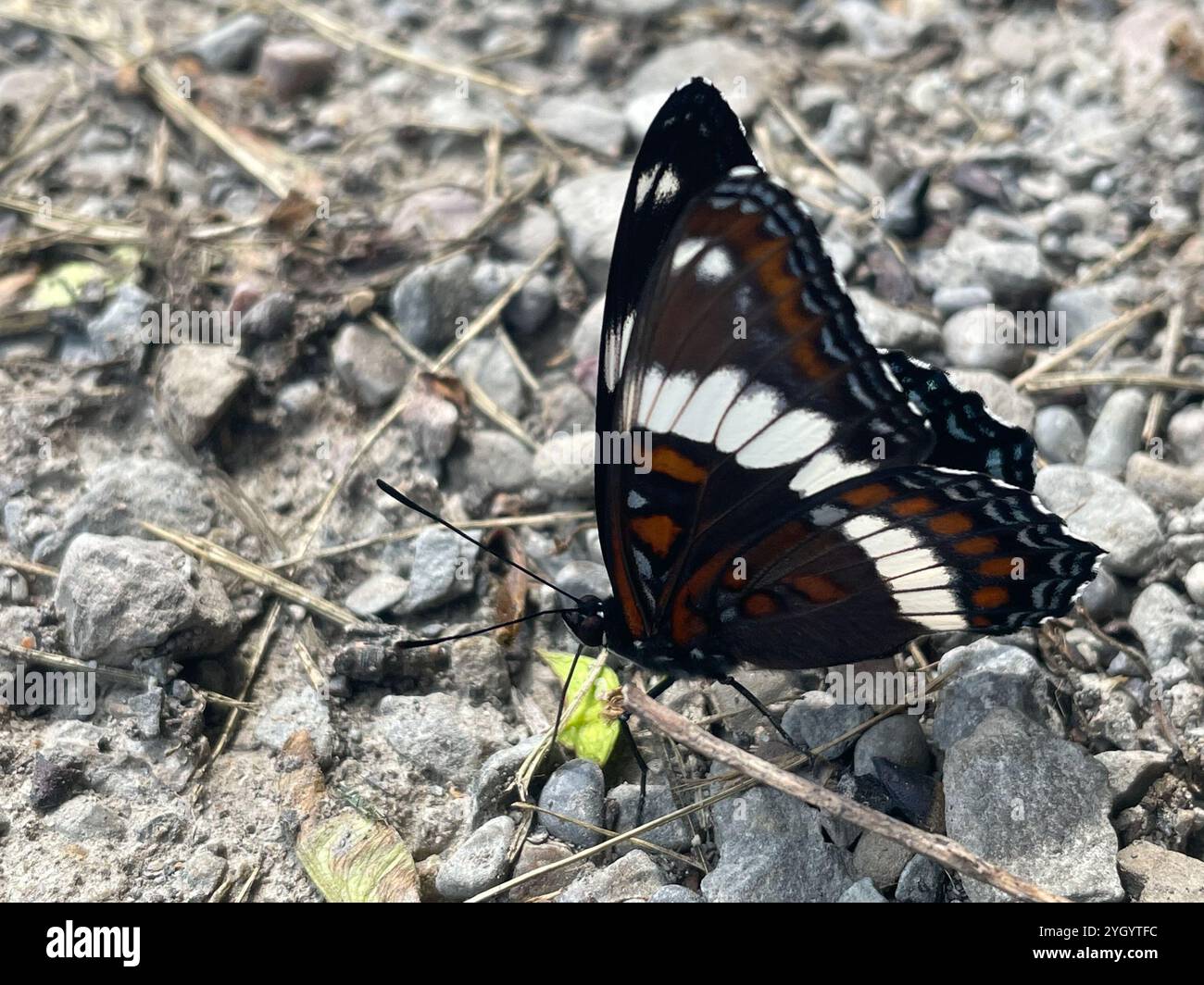 American White Admiral (Limenitis arthemis arthemis Stock Photo - Alamy
