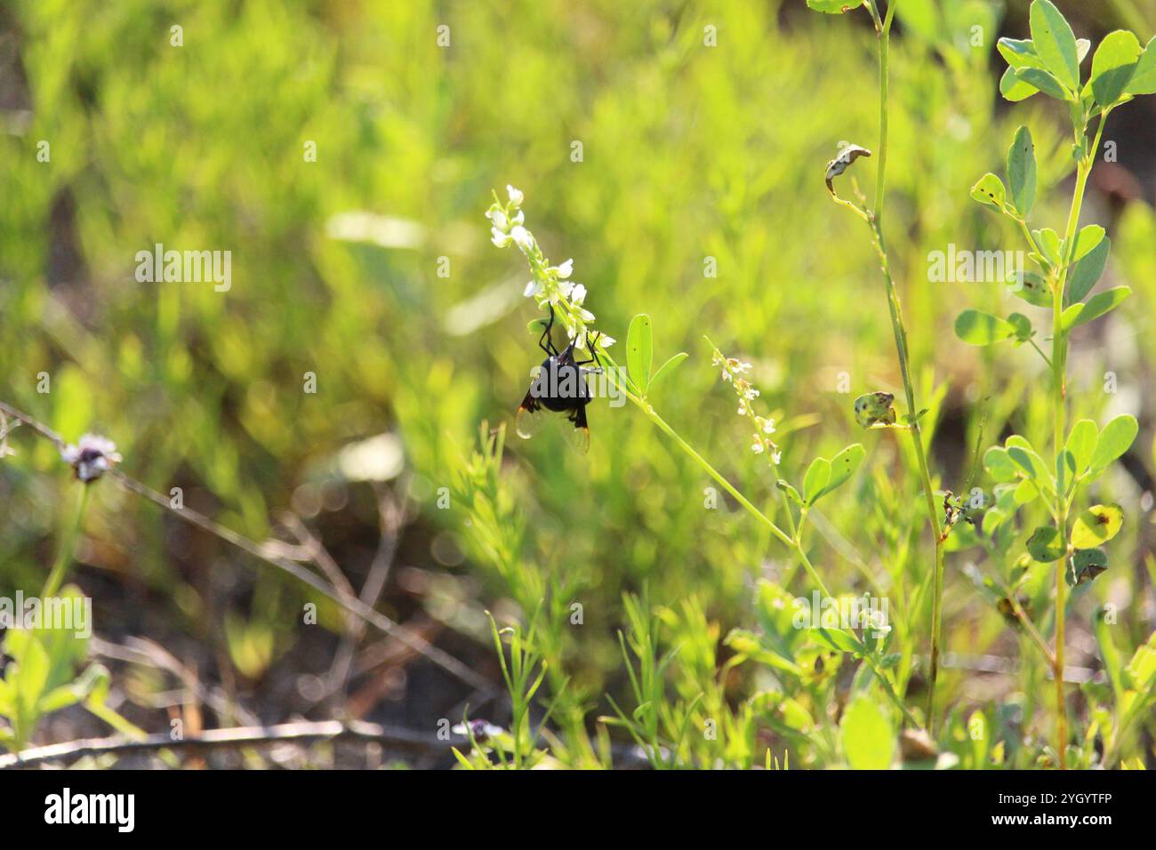 Mexican Cactus Fly (Copestylum mexicanum Stock Photo - Alamy
