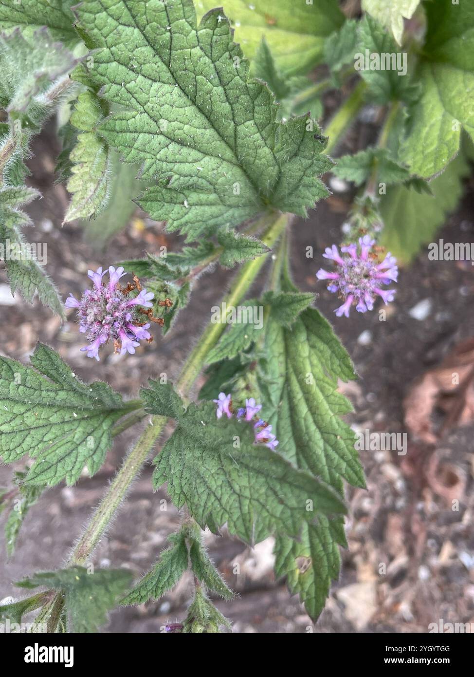 Western vervain hi-res stock photography and images - Alamy