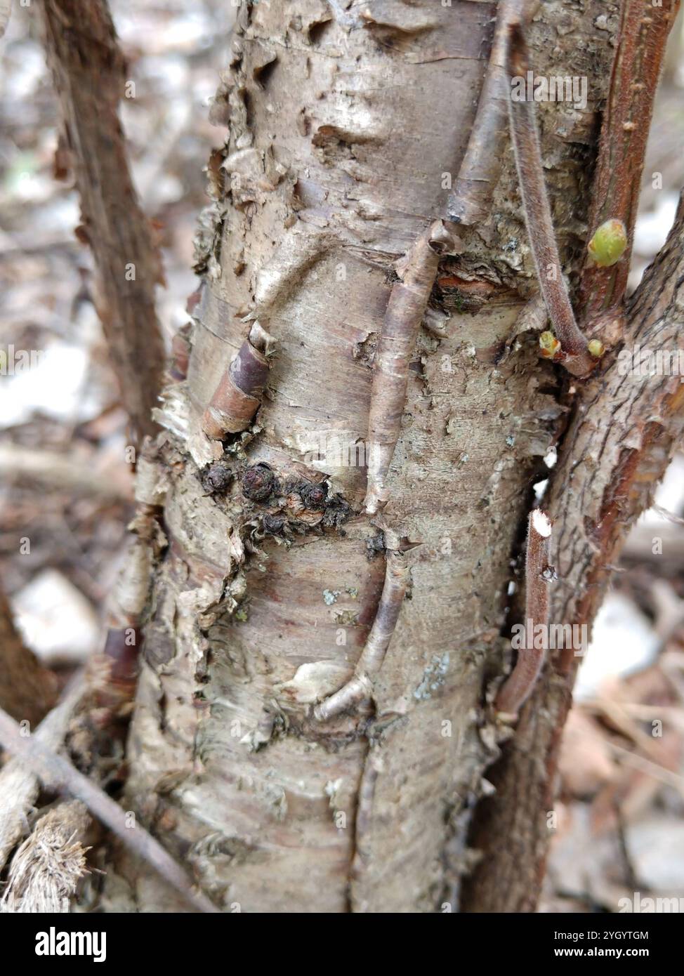 American plum (Prunus americana Stock Photo - Alamy