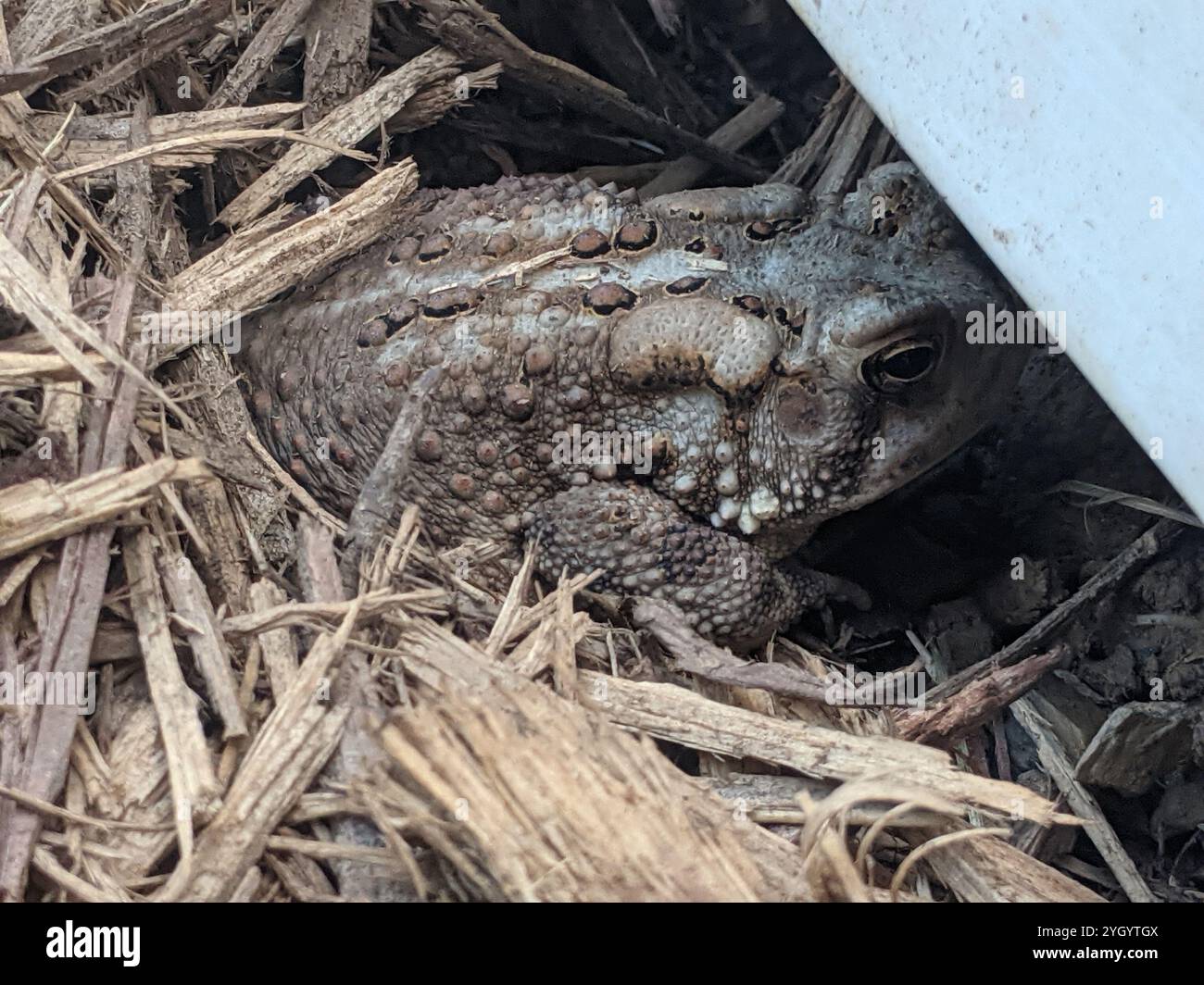 American Toad (Anaxyrus americanus Stock Photo - Alamy