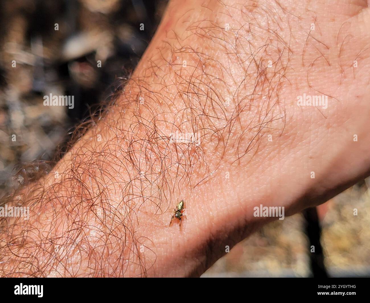 Buttonhook Leafbeetle Jumping Spider (Sassacus vitis Stock Photo - Alamy