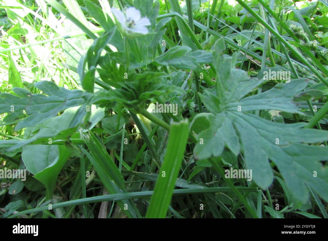 Siberian Crane's-bill (Geranium sibiricum Stock Photo - Alamy