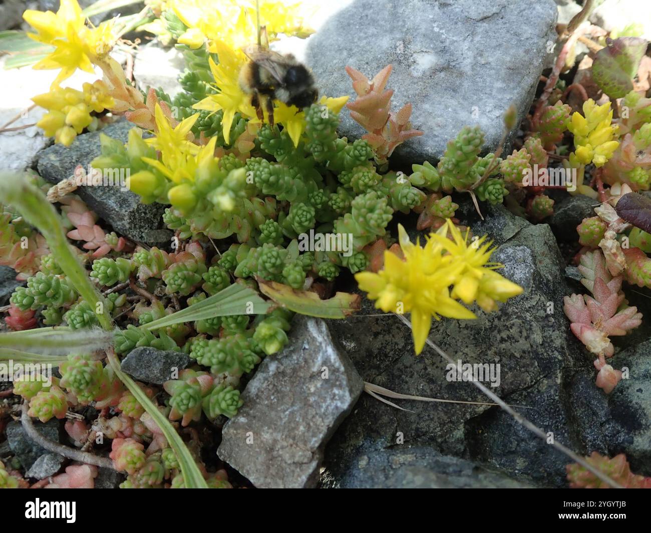 Biting Stonecrop (Sedum acre Stock Photo - Alamy