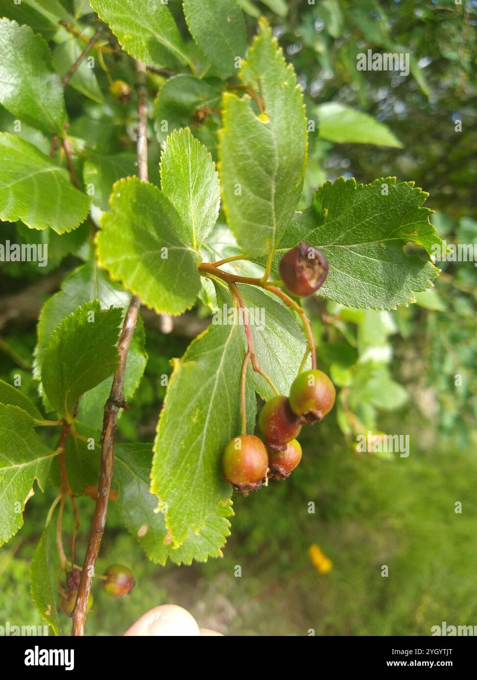 Black Hawthorn (Crataegus douglasii Stock Photo - Alamy