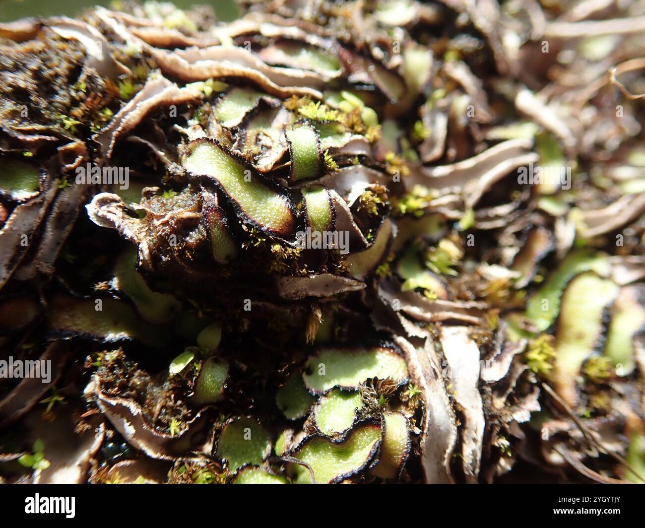 Hemisphaeric Liverwort (Reboulia hemisphaerica Stock Photo - Alamy