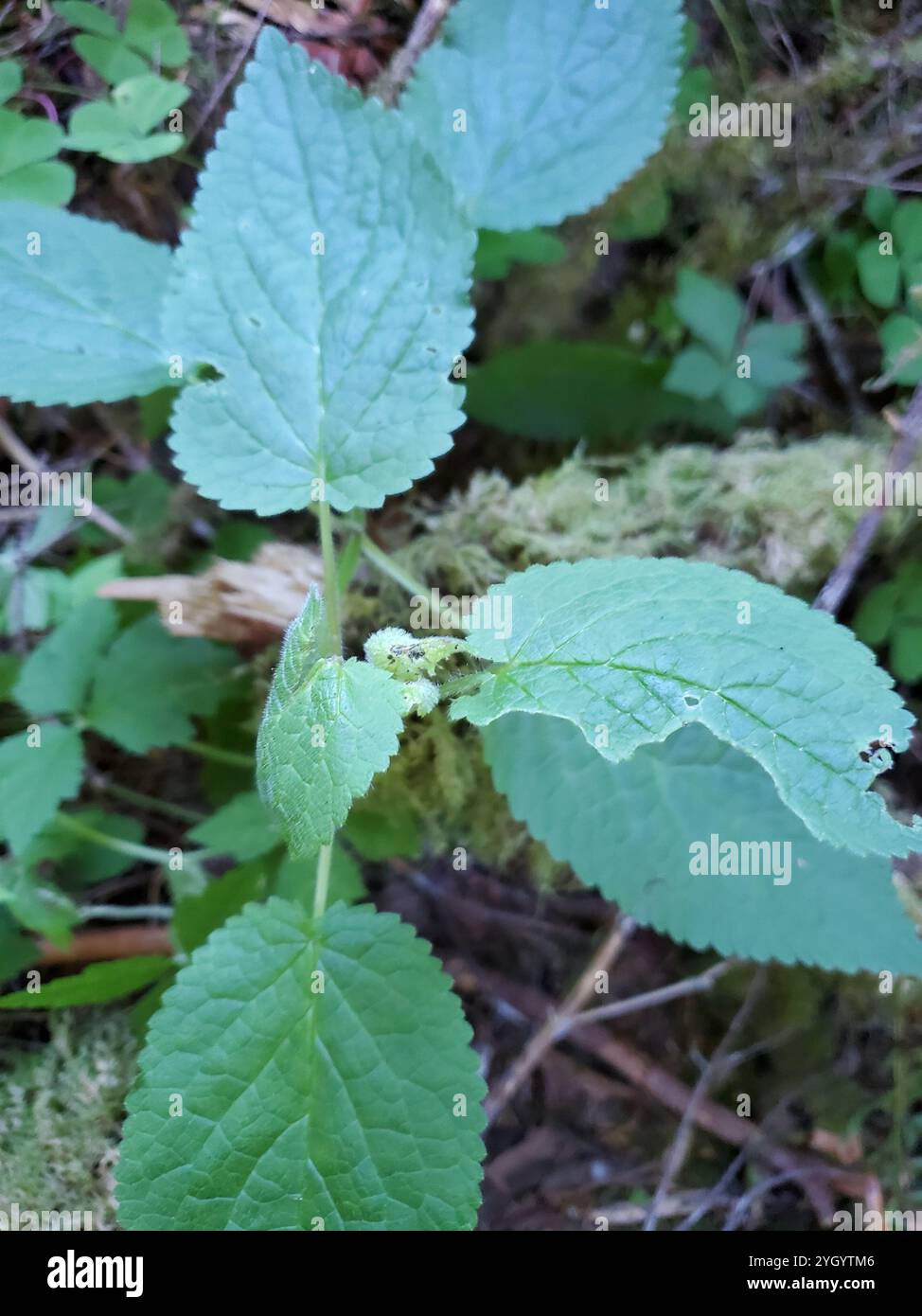 Coastal hedge nettle hi-res stock photography and images - Alamy