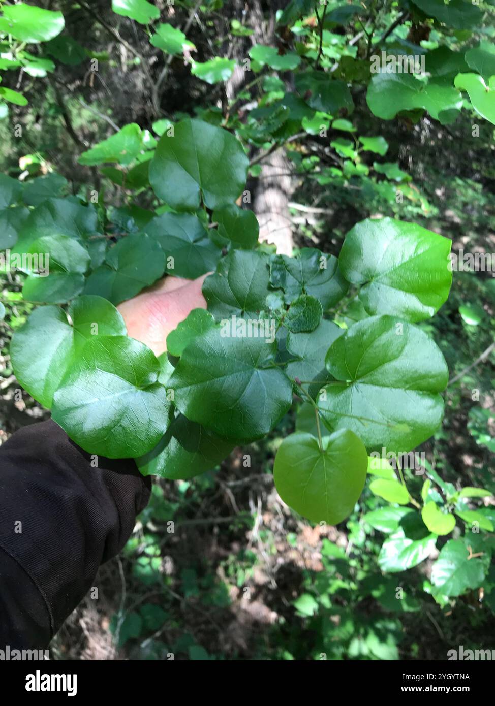 Texas redbud (Cercis canadensis texensis Stock Photo - Alamy