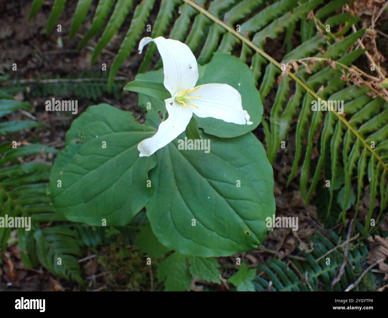 Pacific trillium (Trillium ovatum Stock Photo - Alamy