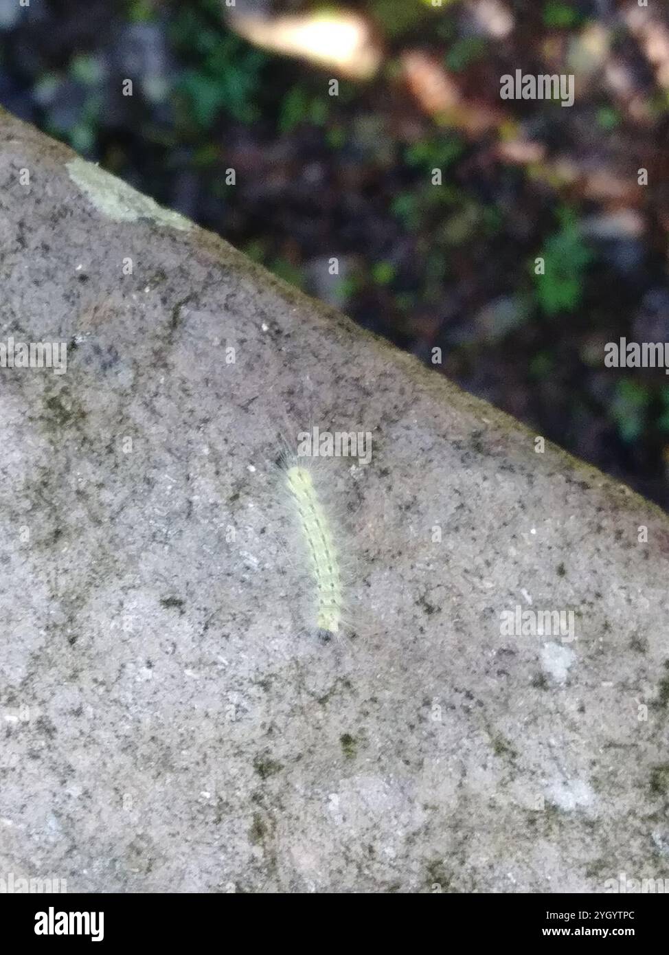 Fall Webworm Moth (Hyphantria cunea Stock Photo - Alamy