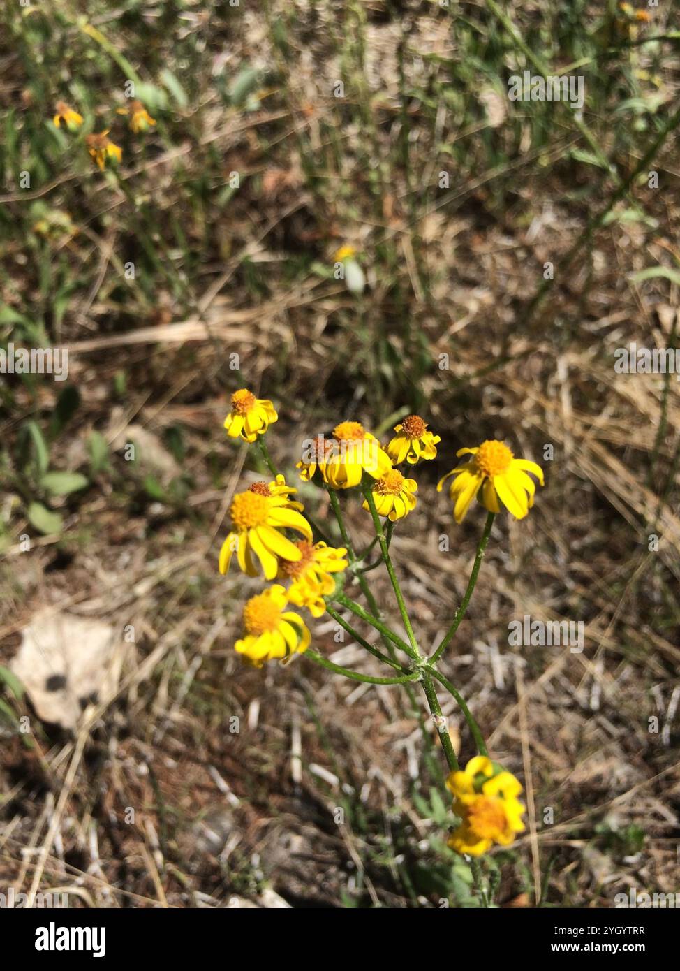 balsam ragwort (Packera paupercula Stock Photo - Alamy
