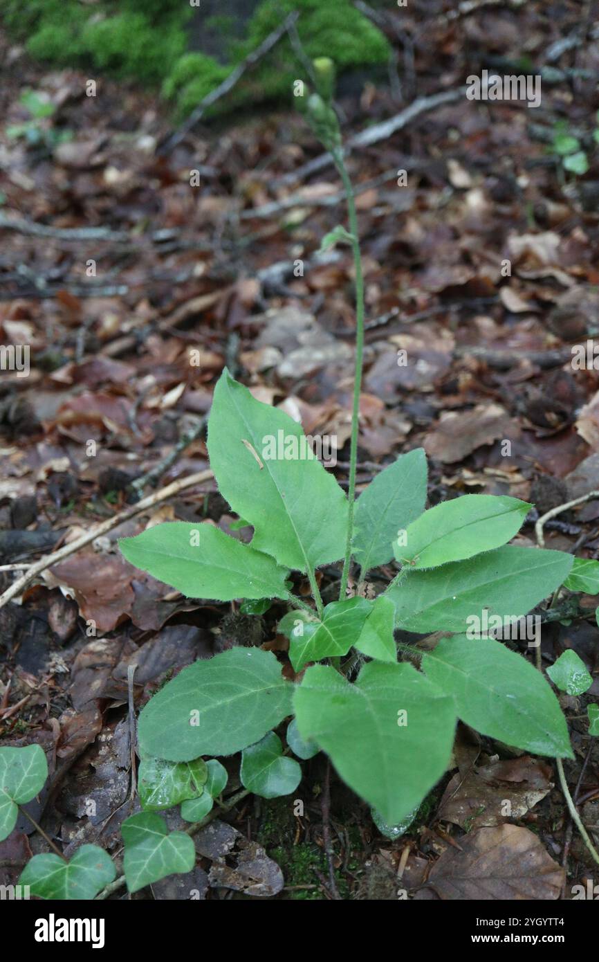 Wall hawkweed (Hieracium murorum Stock Photo - Alamy