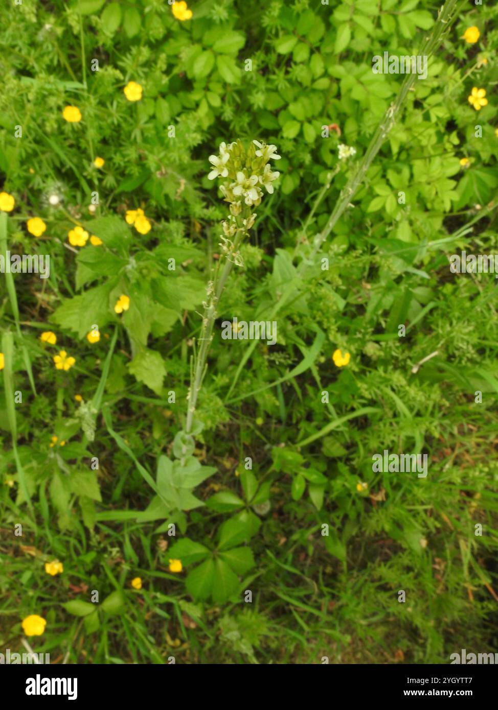 Tower Mustard (Turritis glabra Stock Photo - Alamy
