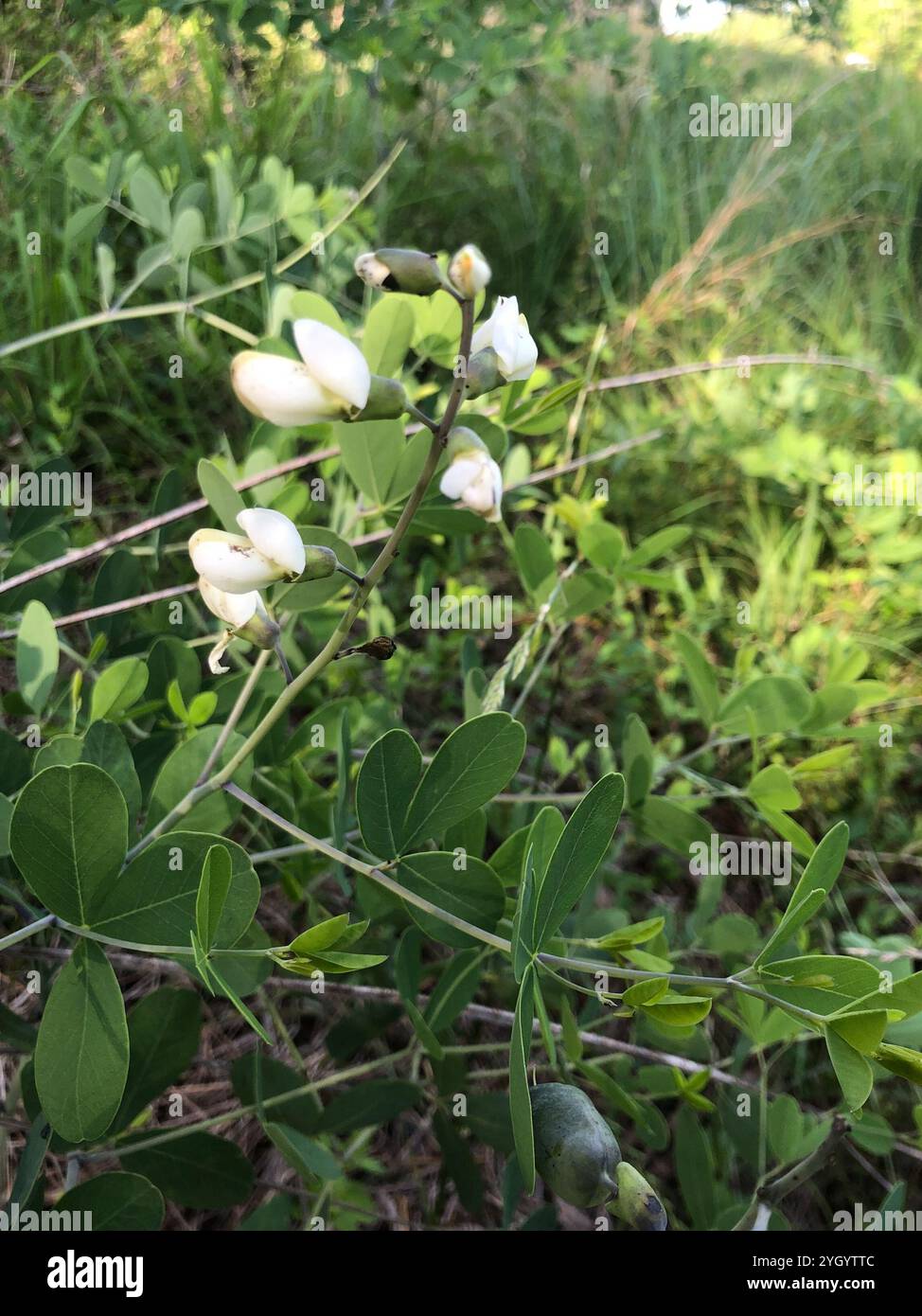 thin-pod white wild indigo (Baptisia alba macrophylla Stock Photo - Alamy