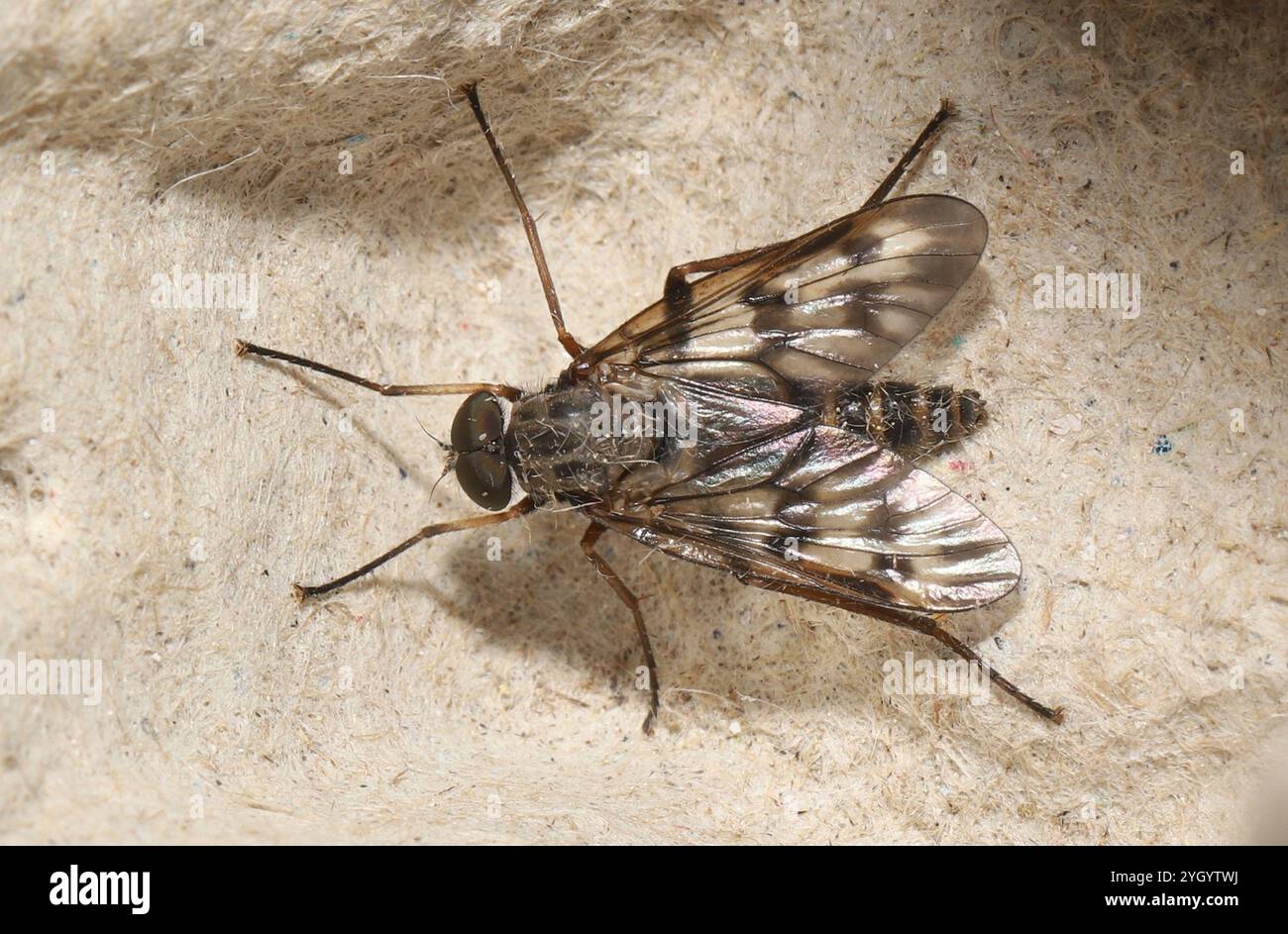 Common Snipe Fly (Rhagio mystaceus Stock Photo - Alamy