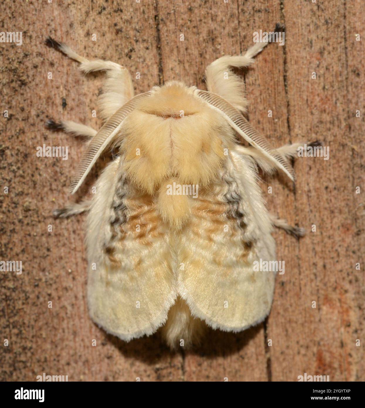 Waved black moth hi-res stock photography and images - Alamy