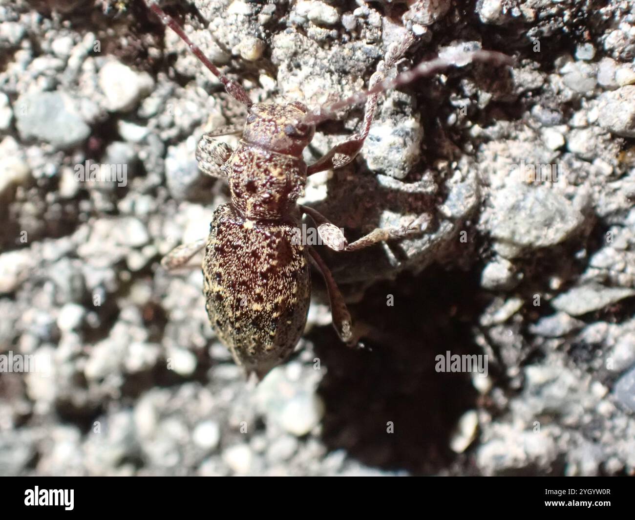Thorn-tailed Longhorn Beetle (Plectrura spinicauda Stock Photo - Alamy