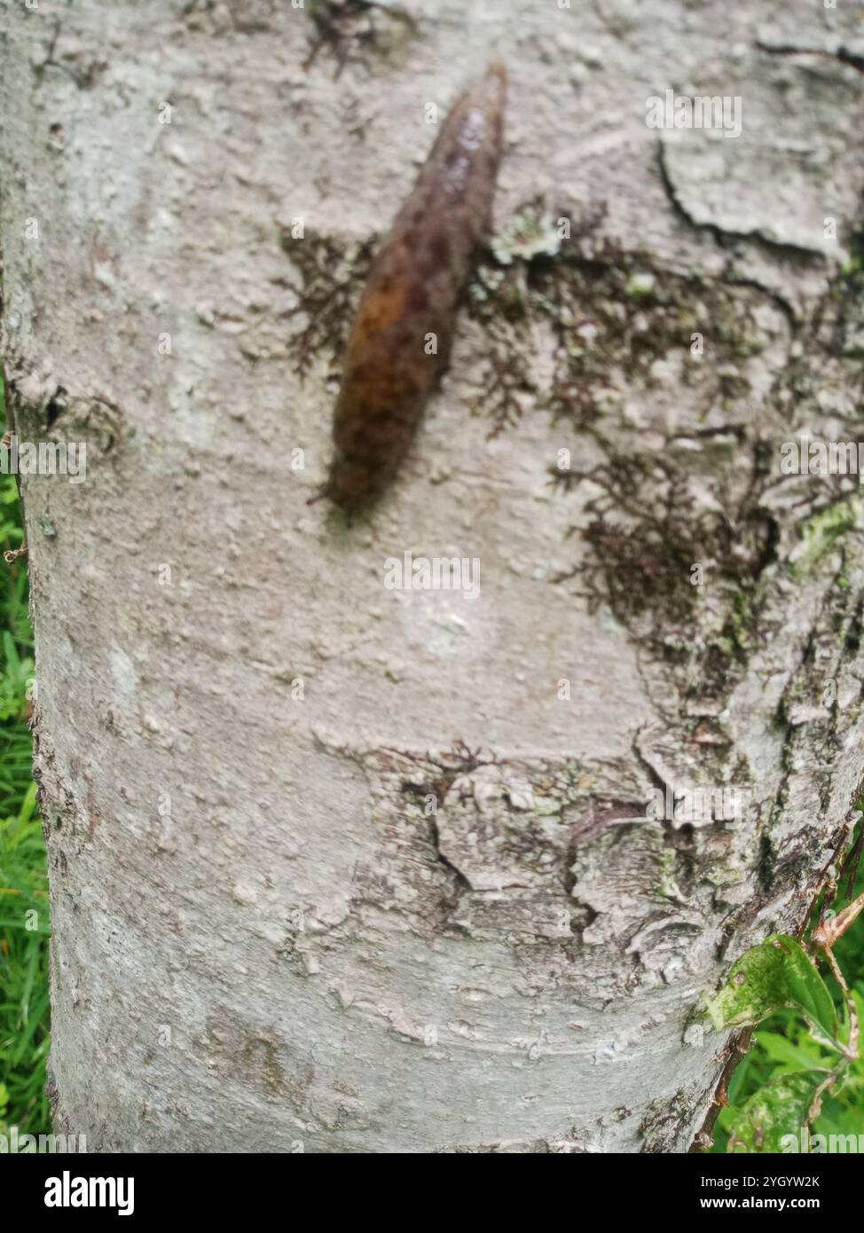 Changeable Mantleslug (Megapallifera mutabilis Stock Photo - Alamy