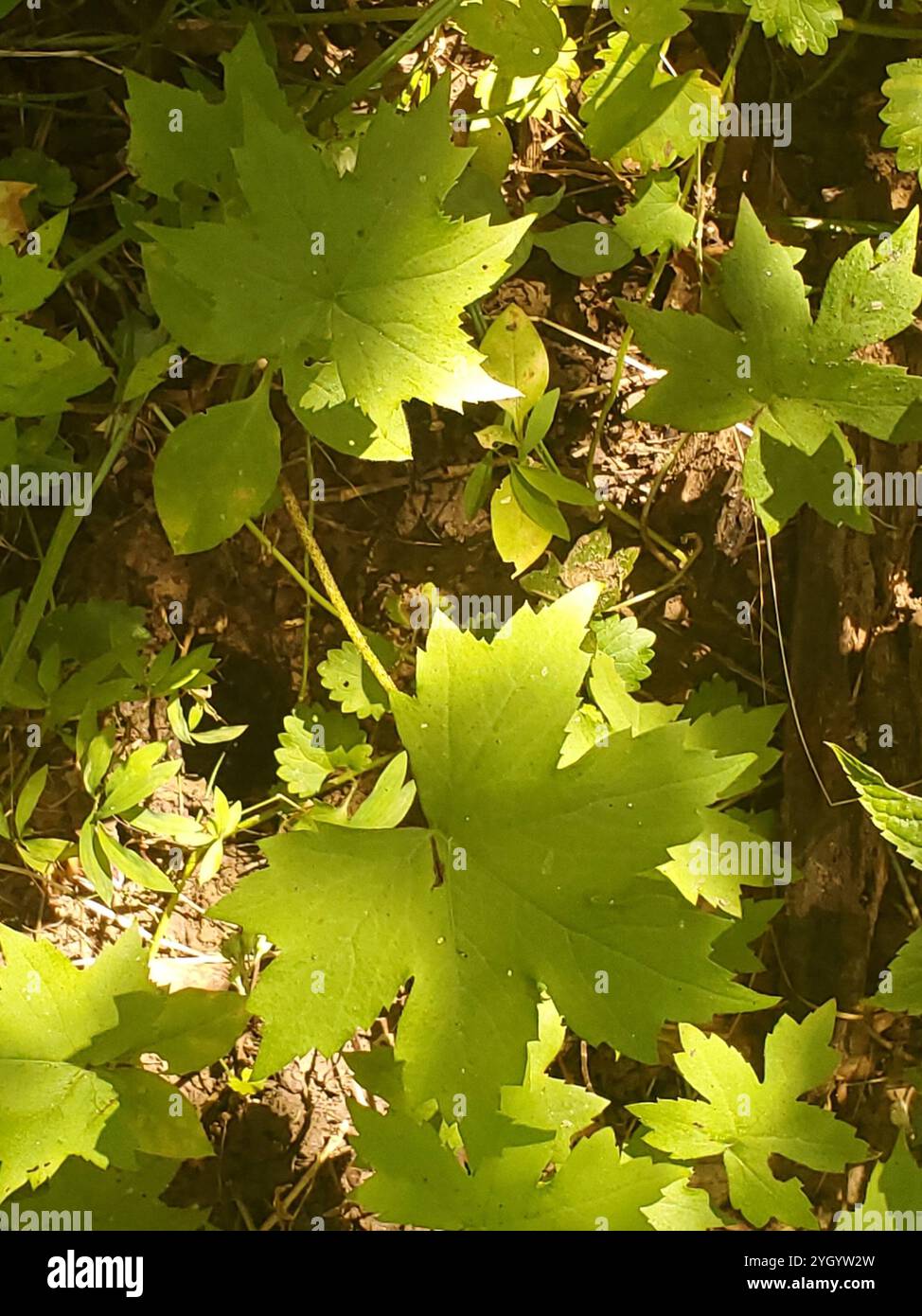 Broad-leaf Waterleaf (Hydrophyllum canadense Stock Photo - Alamy