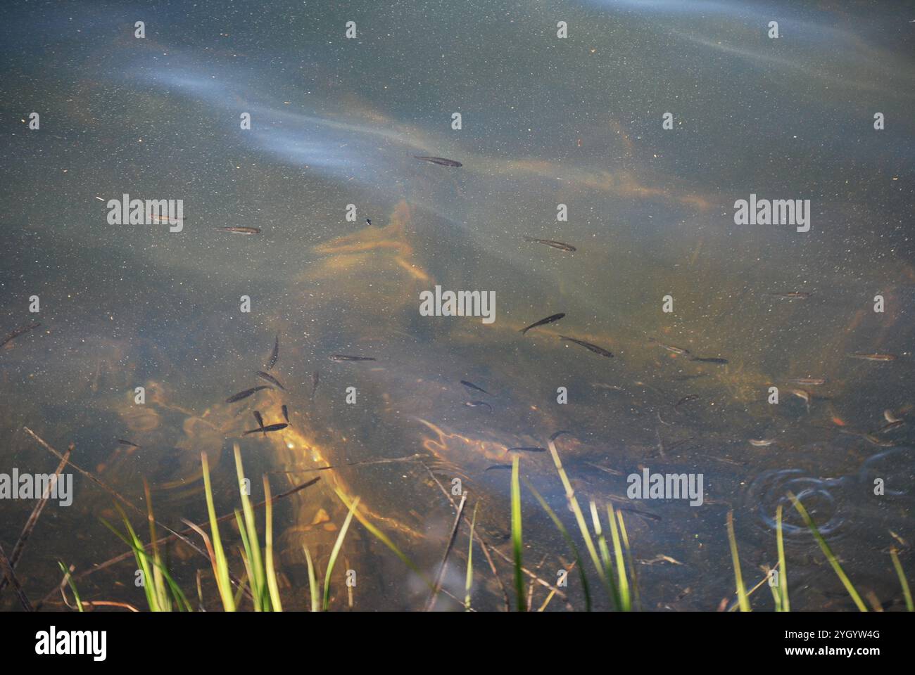 Ray-finned Fishes (Actinopterygii Stock Photo - Alamy