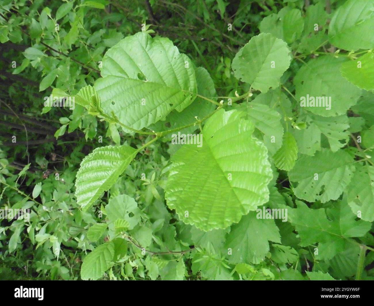 common alder (Alnus glutinosa Stock Photo - Alamy