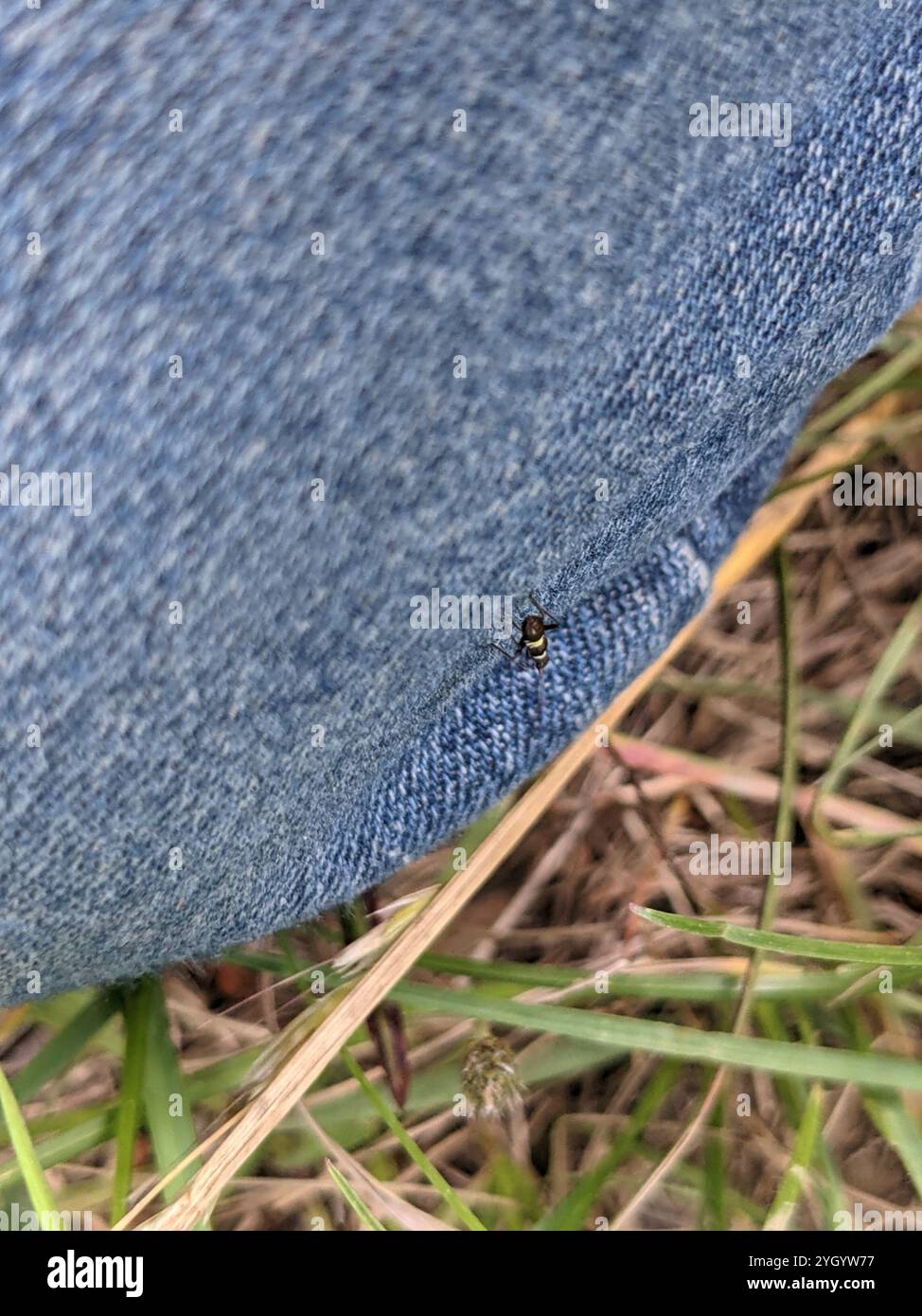 True Bugs (Heteroptera Stock Photo - Alamy