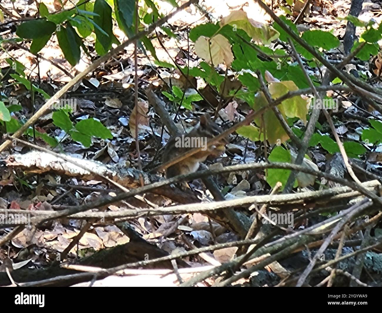 Merriam's Chipmunk (Neotamias merriami Stock Photo - Alamy