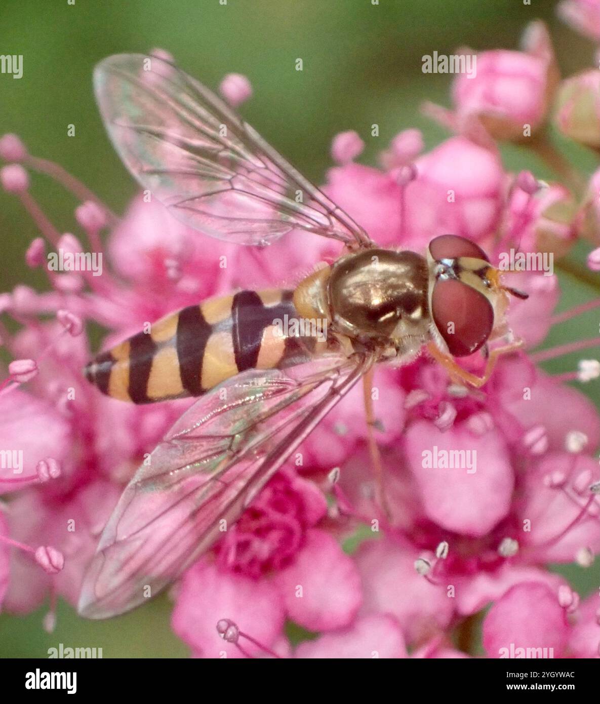 Meliscaeva auricollis hi-res stock photography and images - Alamy