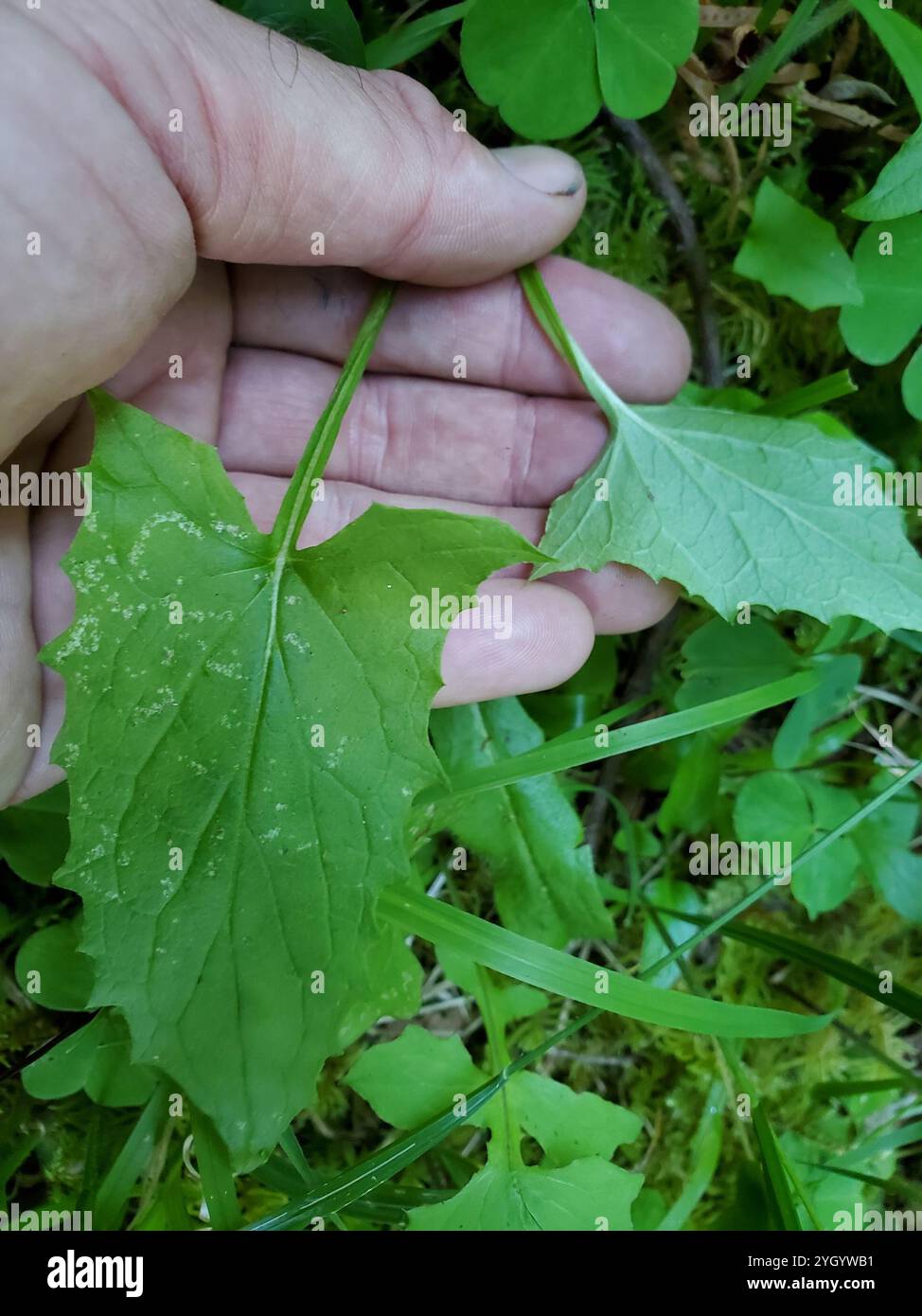 western rattlesnake root (Nabalus alatus Stock Photo - Alamy