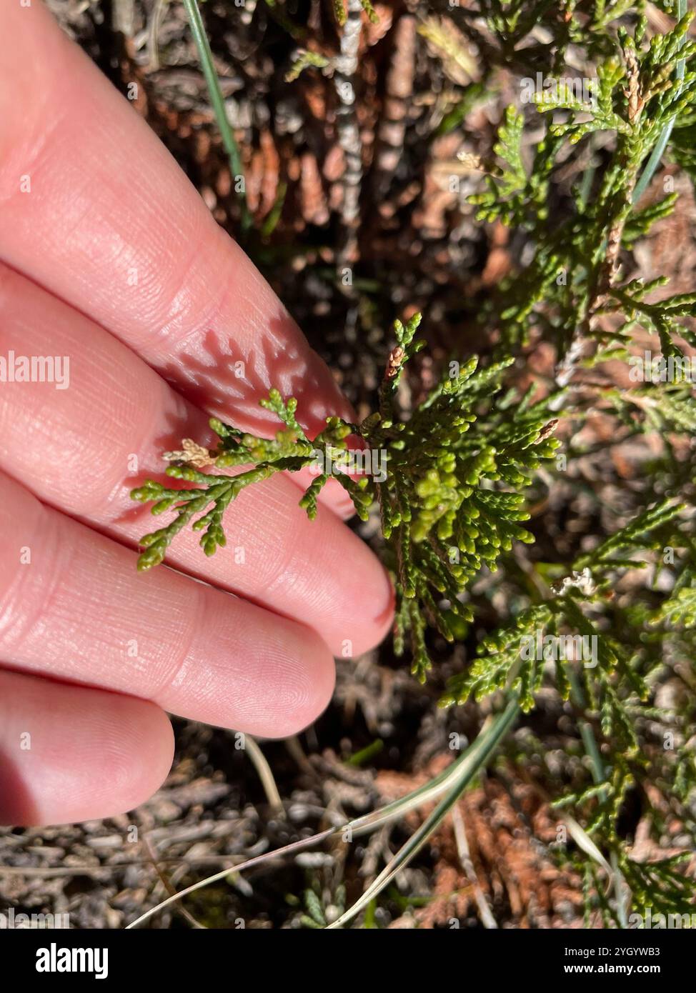 creeping juniper (Juniperus horizontalis Stock Photo - Alamy
